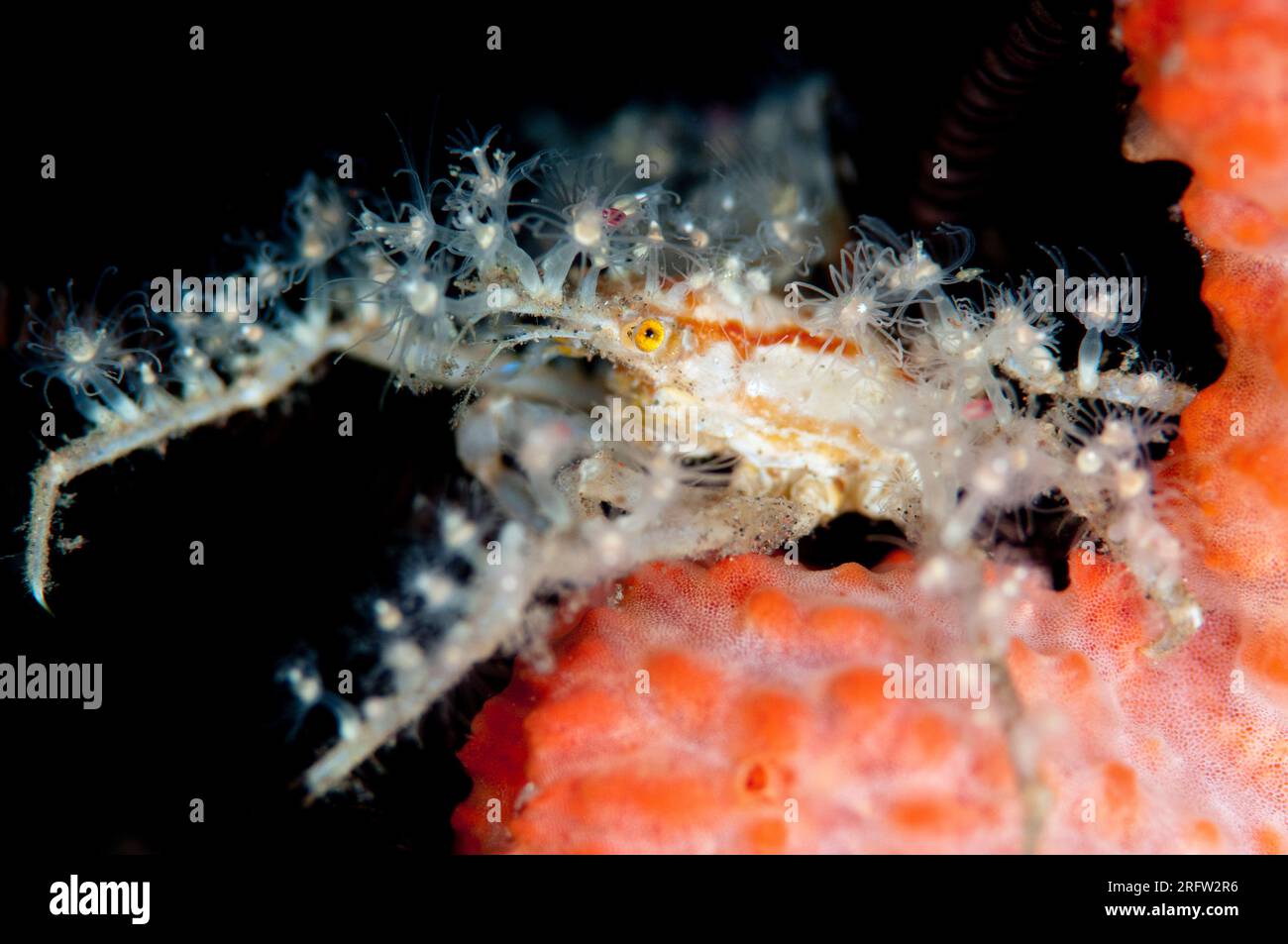 Spider Crab, Inachidae Family, covered in stinging Hydrozoa, Hydrozoa ...
