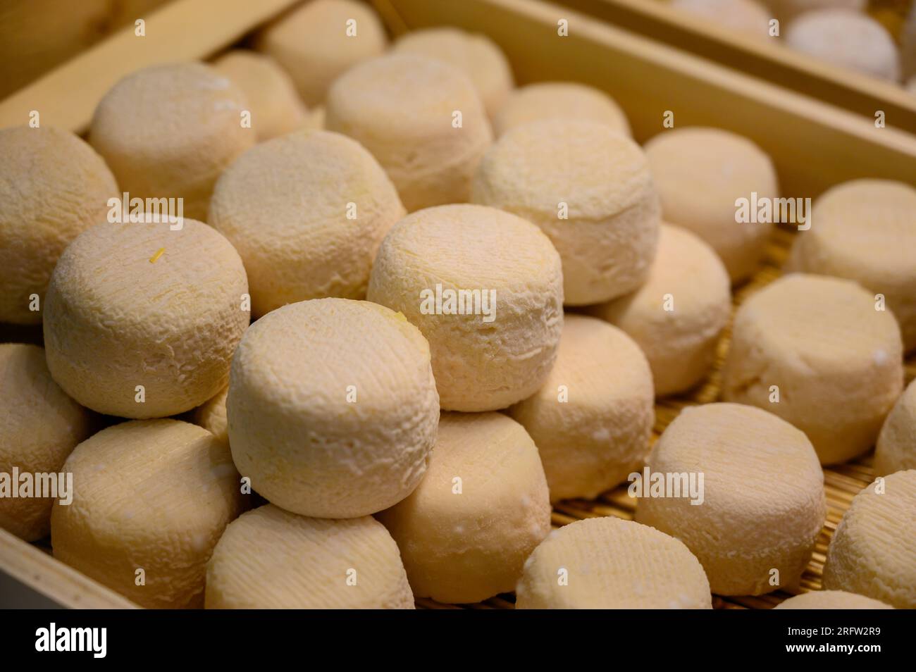 Cheese collection, soft goat French cheese with mold crottin de ...