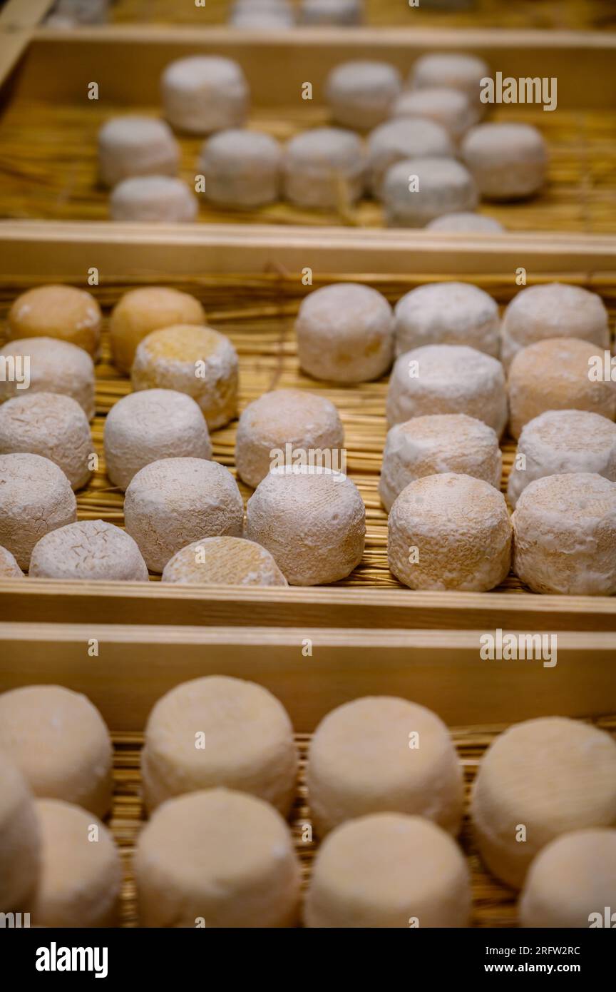 Cheese collection, soft goat French cheese with mold crottin de ...