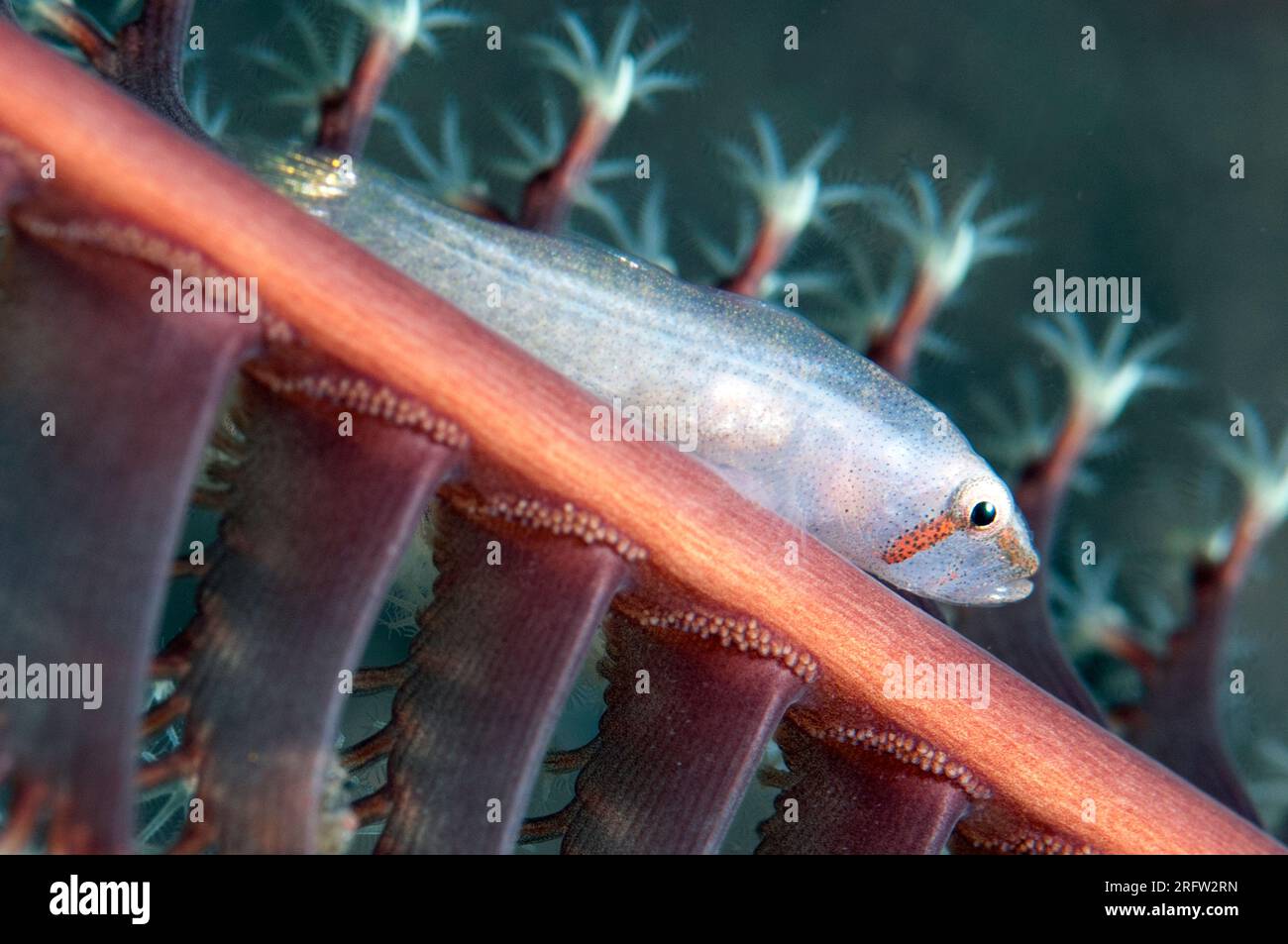 Sea Pen Goby, Lobulogobius morrigu, on Sea Pen, Virgularia sp, Wreck ...