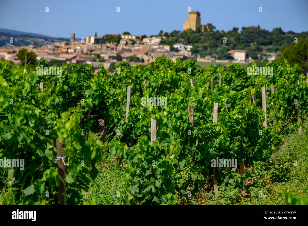 Vineyards of Chateauneuf du Pape appellation with grapes growing on ...