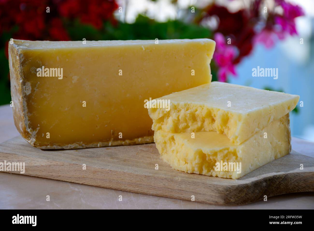 Cheese collection, hard French cheese old cantal fermier made from raw ...