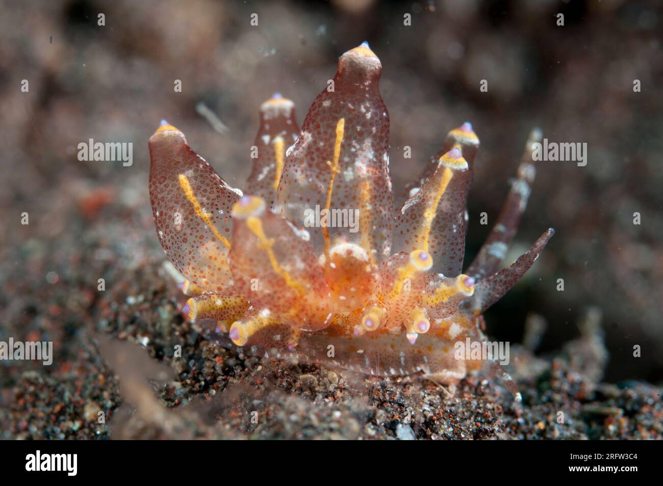 Aeolid Nudibranch, Eubranchus sp, showing narrow digestive glands, Pong ...