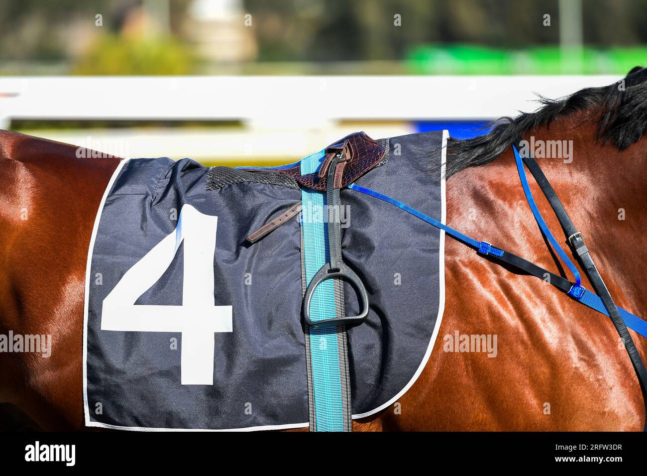 Horse number under hi-res stock photography and images - Alamy