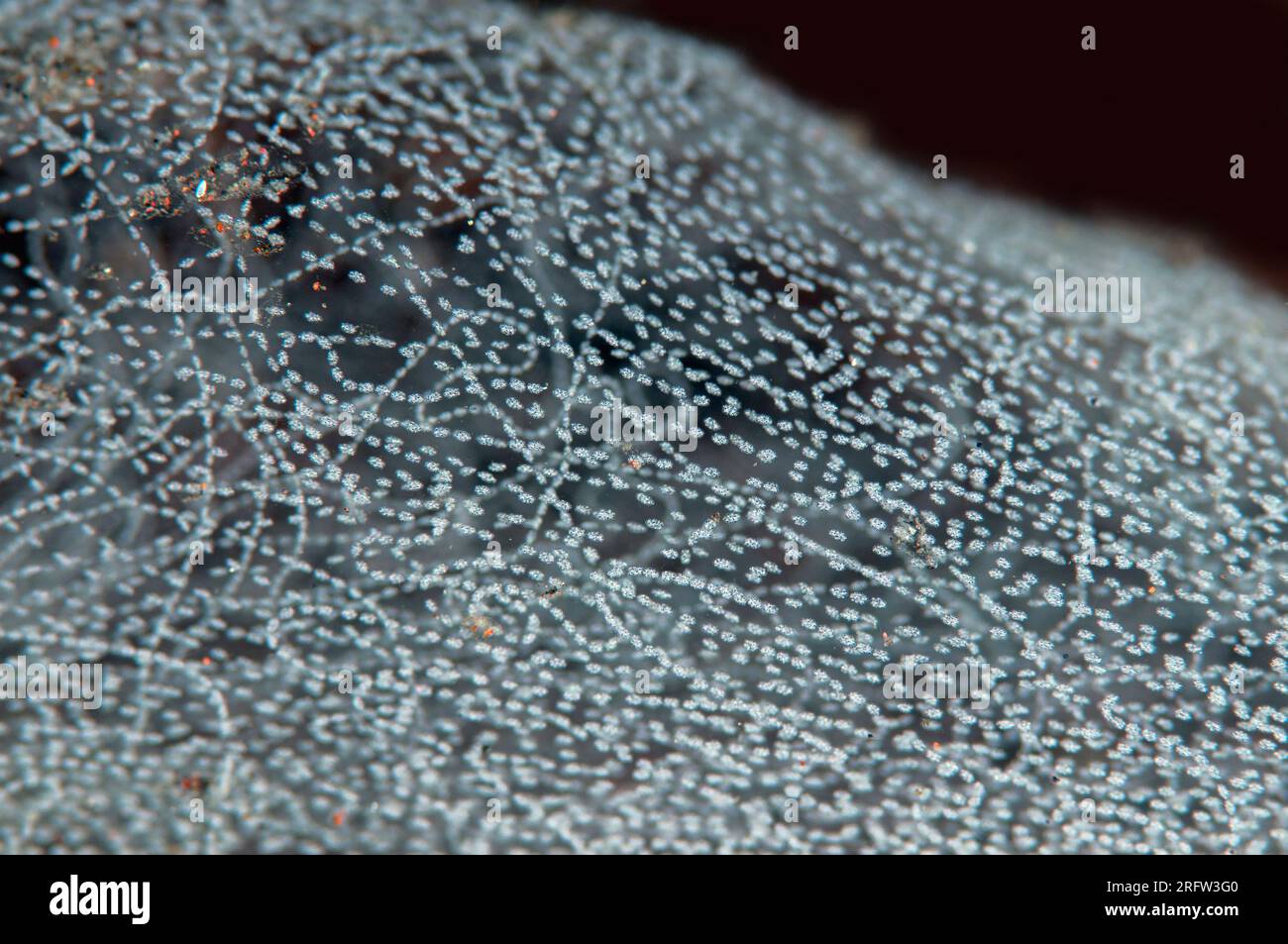 Slug egg mass hi-res stock photography and images - Alamy