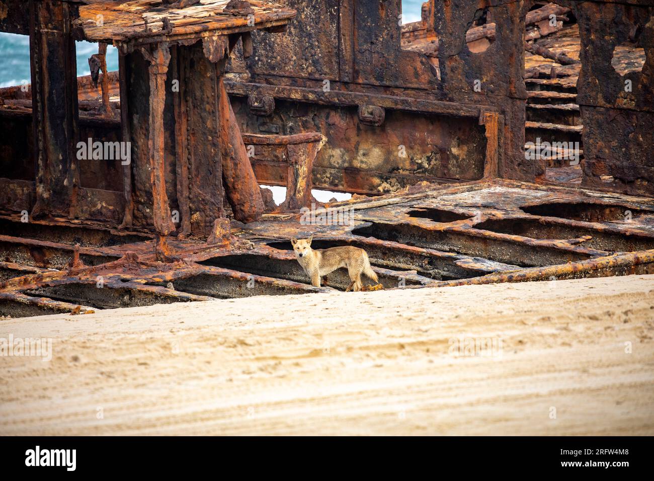 Dingo animal on Fraser Island shipwreck, SS Maheno ocean liner ship ...