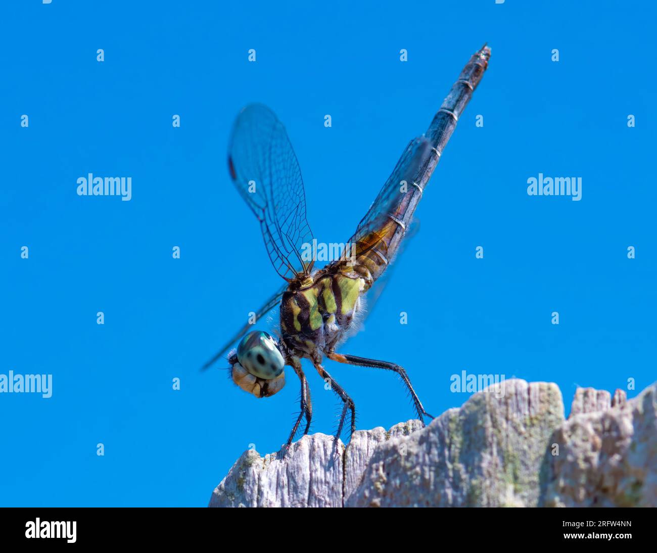Dragonfly head hi-res stock photography and images - Alamy