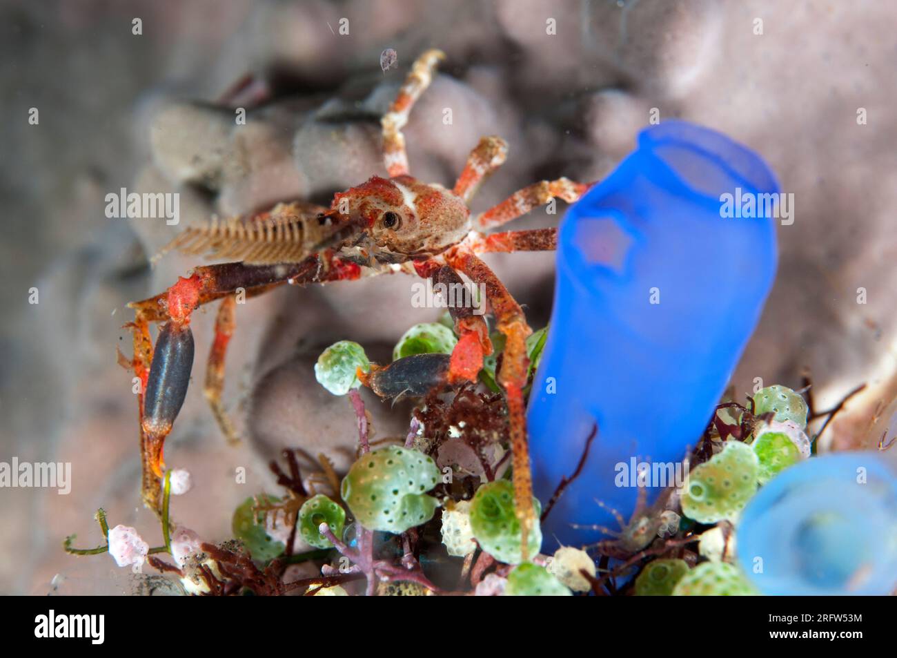 White stripe crab not spider hi-res stock photography and images - Alamy