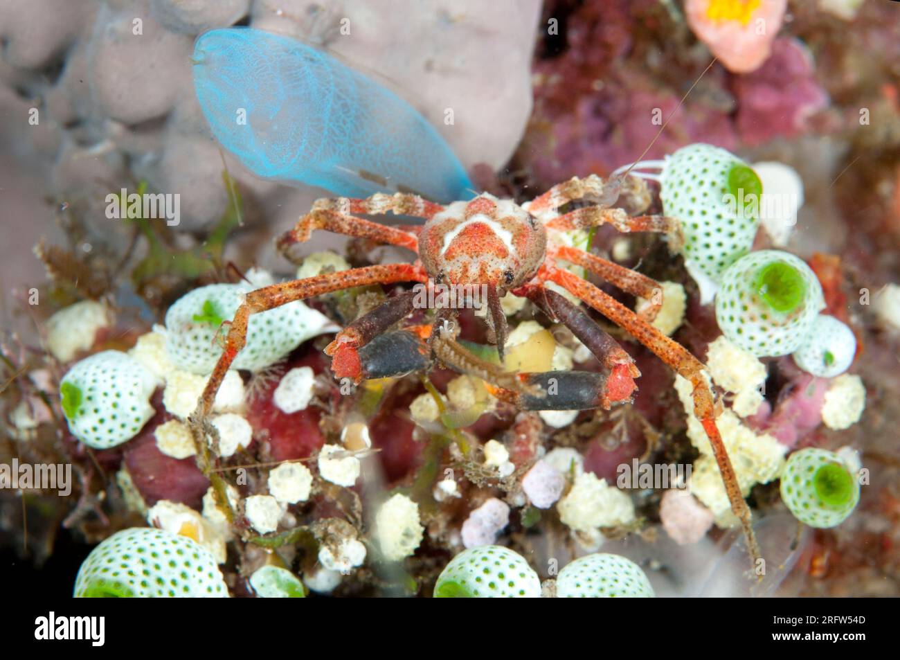 Hyastenus sp bali hi-res stock photography and images - Alamy