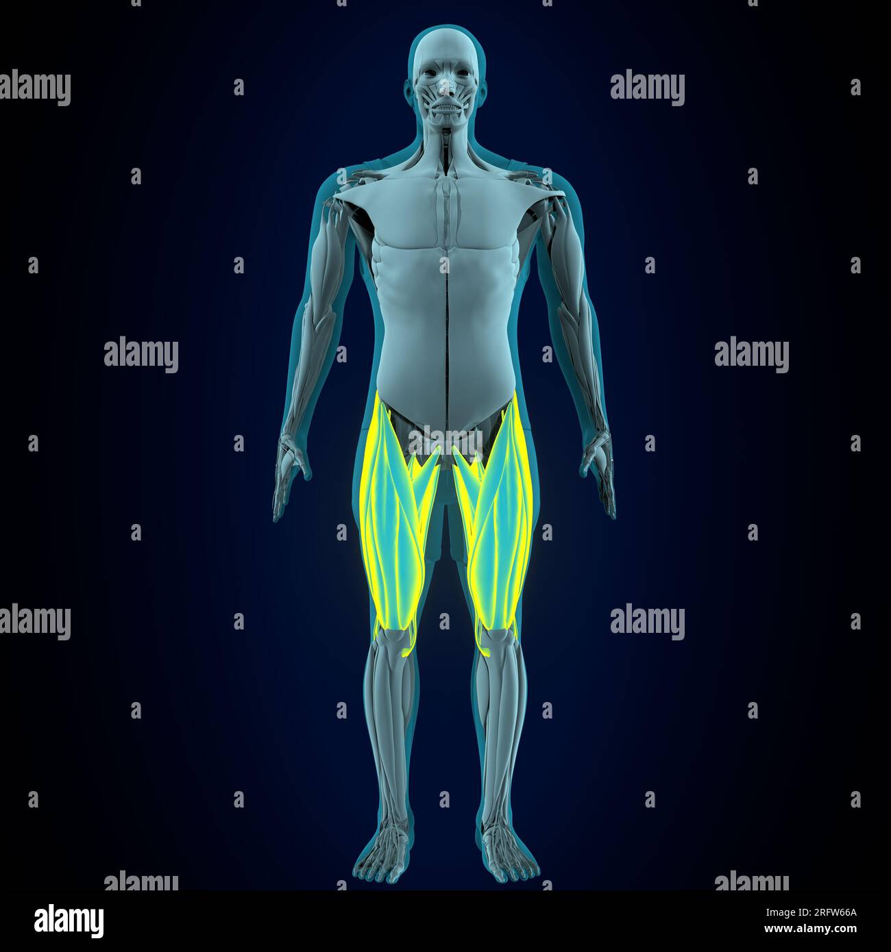 male human gracilis, lliopsoas, sartorius, pectineus, rectus femoris ...