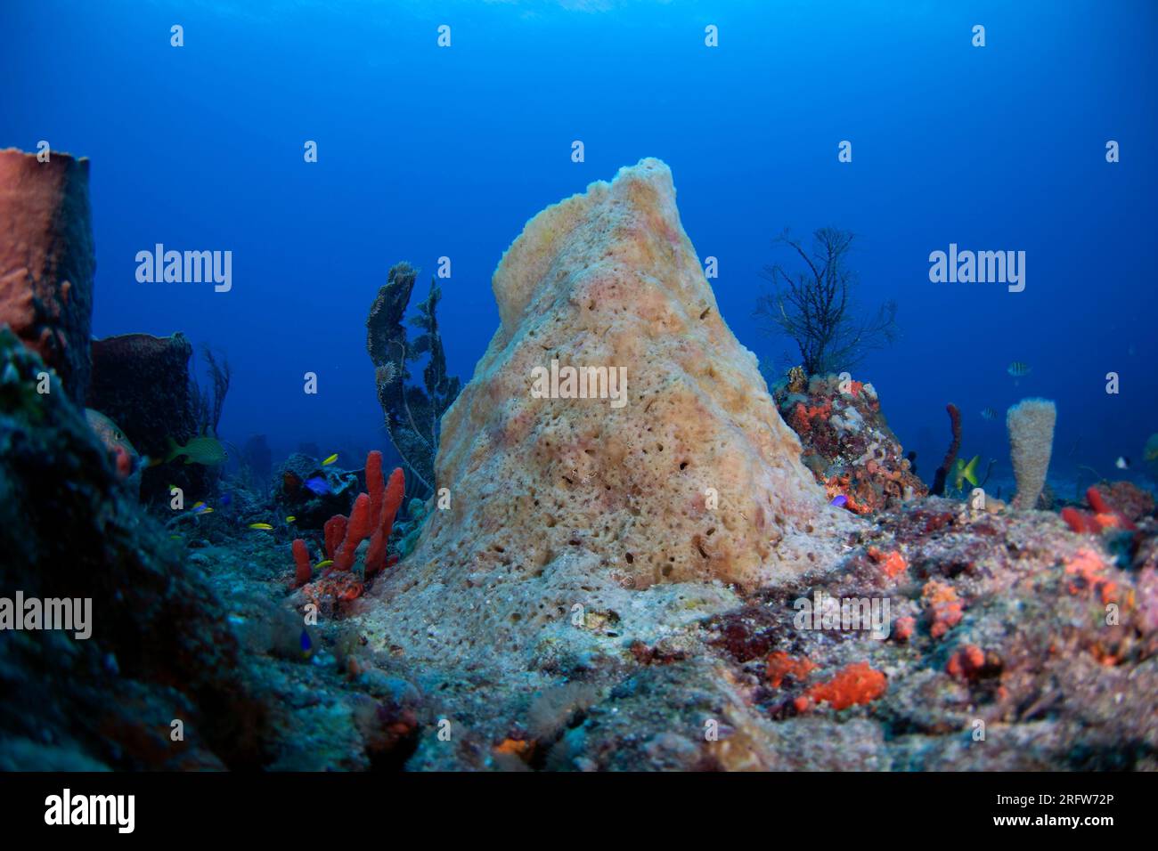 A bleaching sponge coral is observed as warmer than normal sea ...