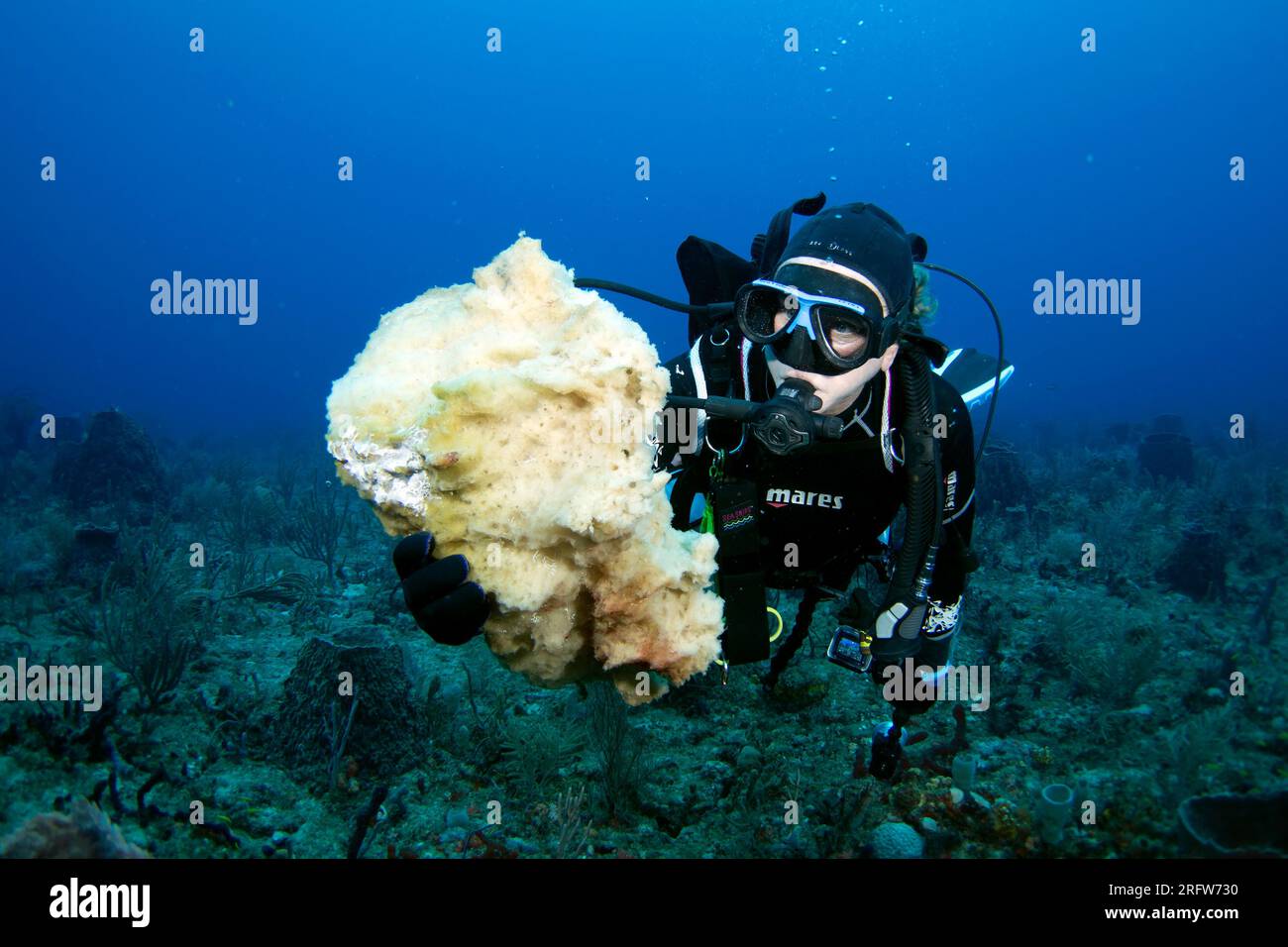 A SCUBA diver inspects a dead sponge coral as warmer than normal sea ...
