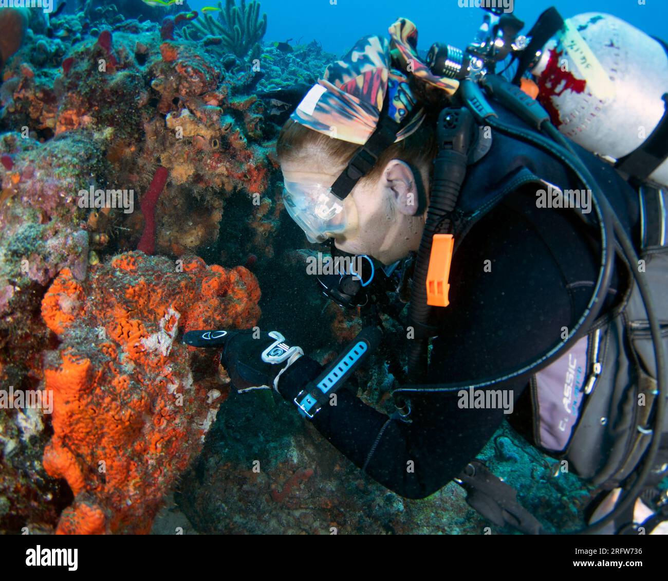 A SCUBA diver points to an area of distressed coral as warmer than ...