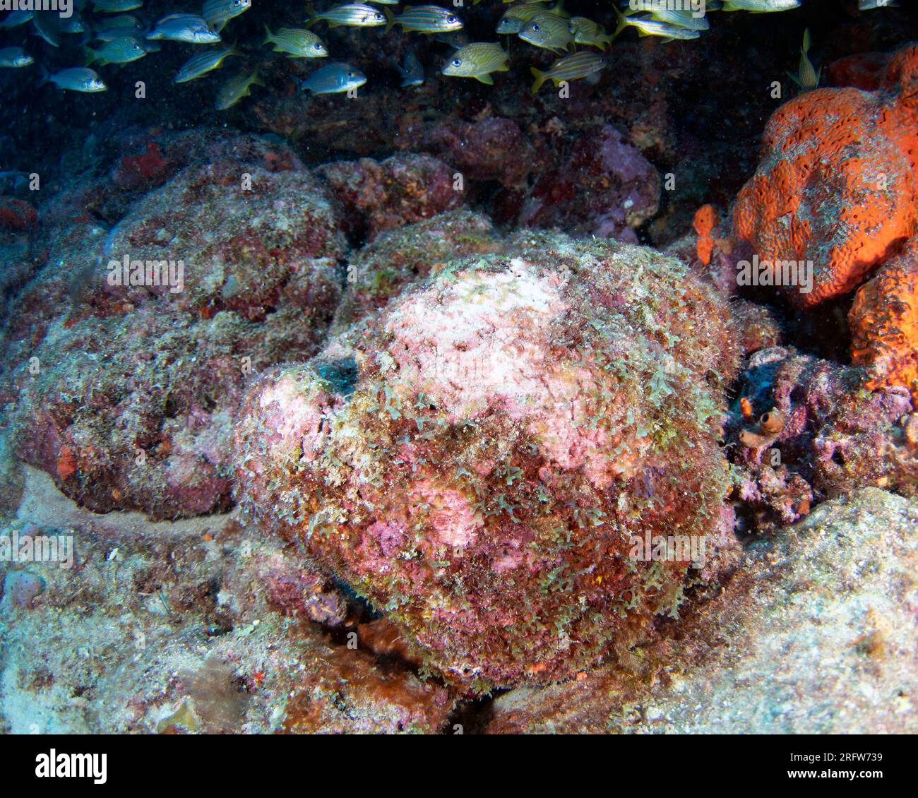 Over 100 degrees hi-res stock photography and images - Alamy