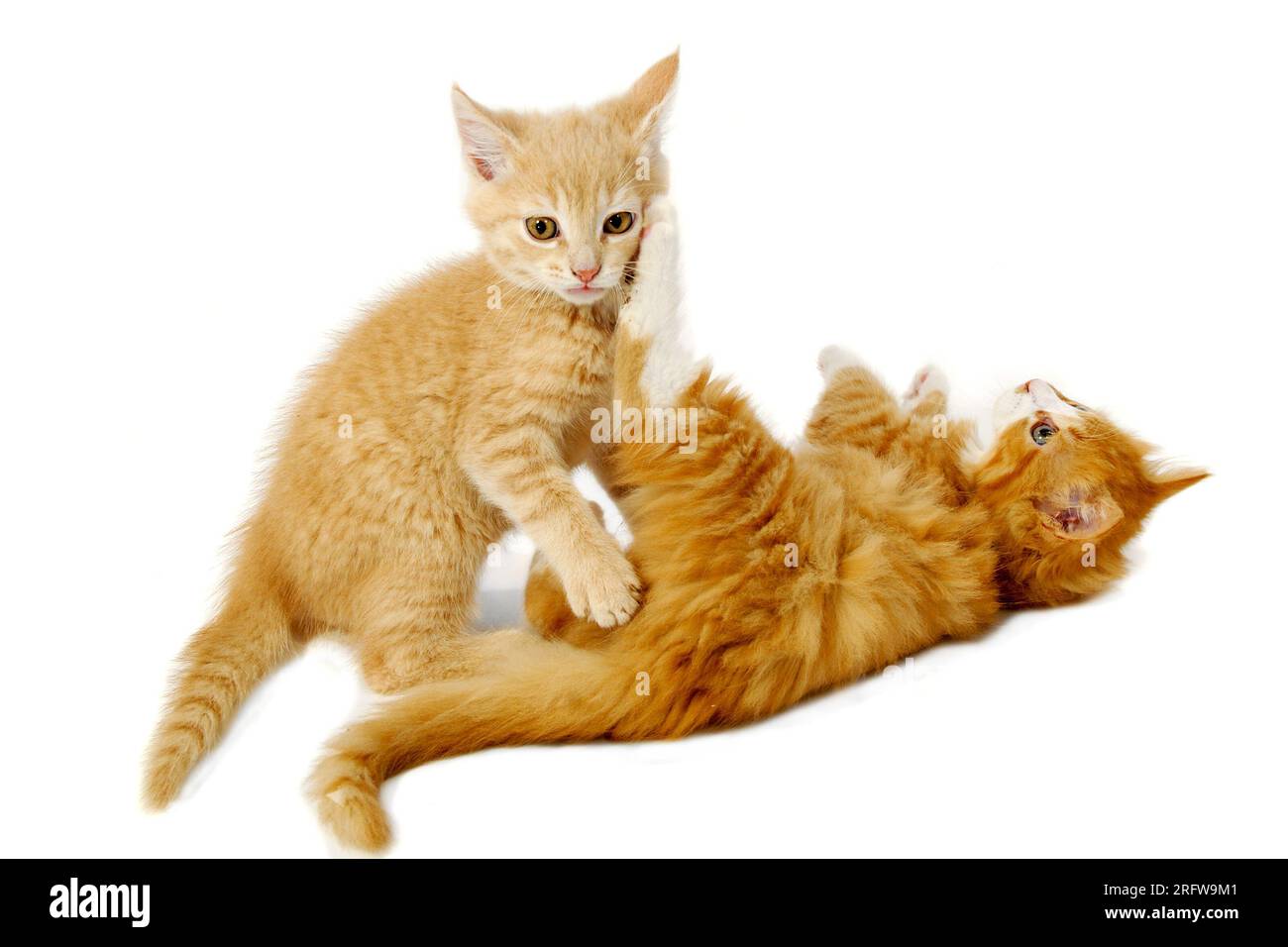 Sweet kittens are fighting and playing on a white background Stock ...