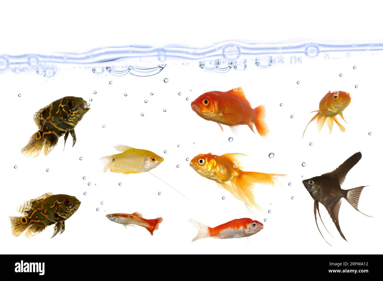 Many fish are swimming in an aquarium. You can see the water surface ...