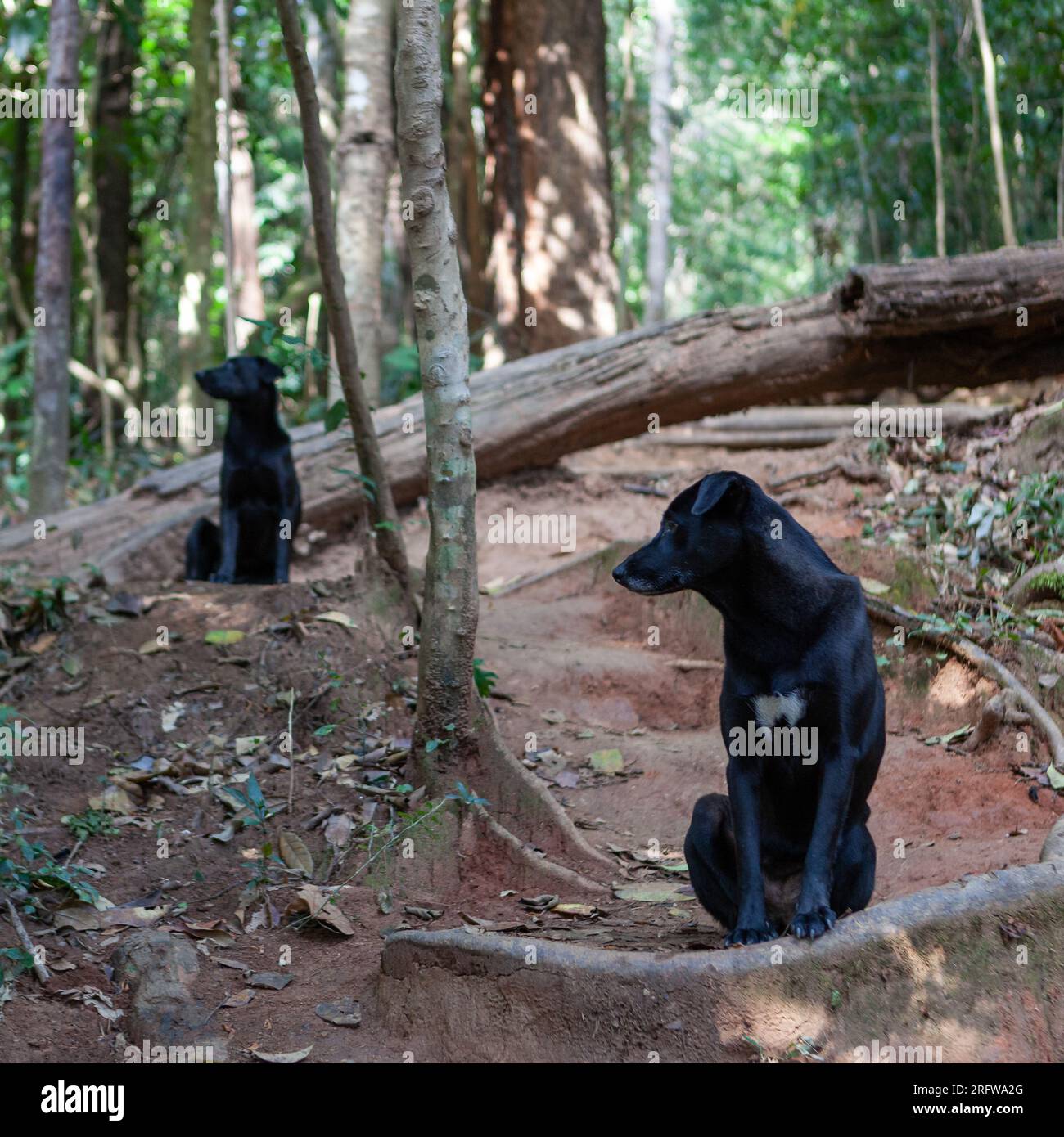 Domestic dog wildlife conservation hi-res stock photography and images ...