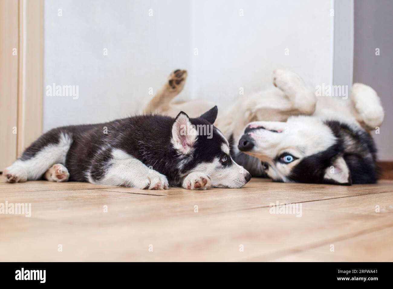Portrait two husky dogs hi-res stock photography and images - Alamy