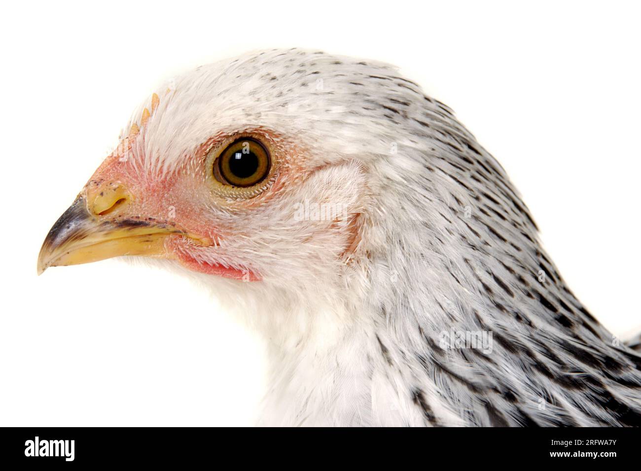 Face on chicken animal studio hi-res stock photography and images - Alamy