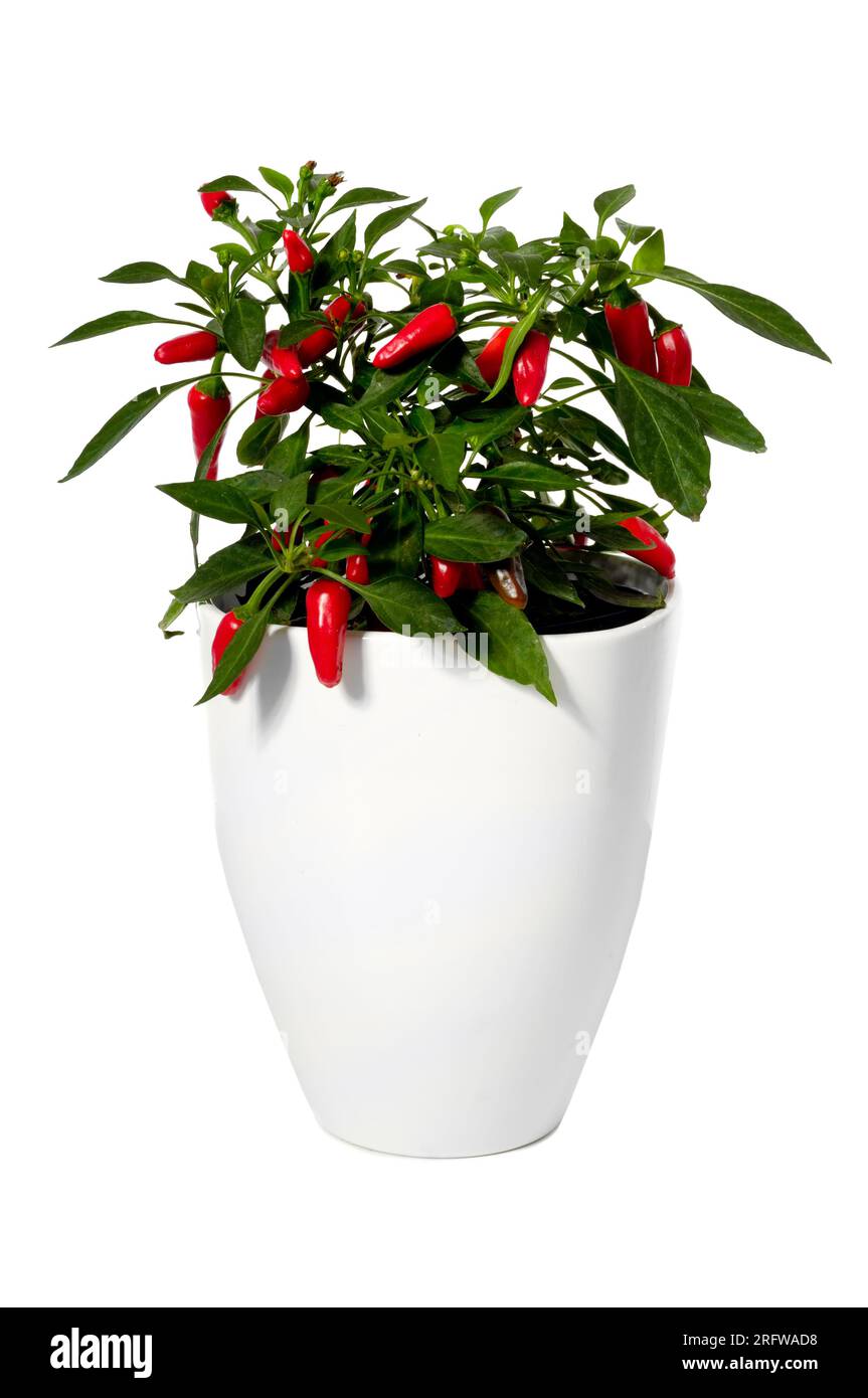 Chilli is growing in a pot. Isolated on a white background Stock Photo ...