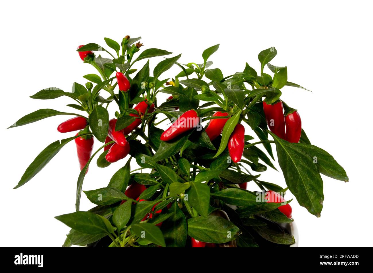 Red chilli is growing in a pot. Isolated on a white background Stock ...