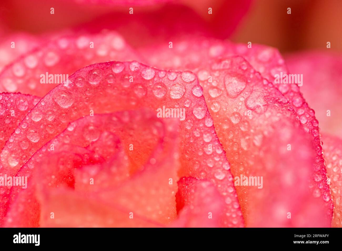 Pink rose flower with water drops. Water drops on rose. Flower ...
