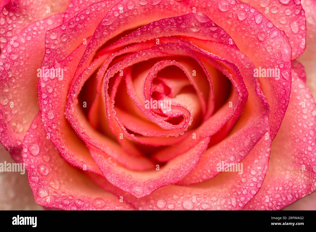Pink rose flower with water drops. Water drops on rose. Flower ...