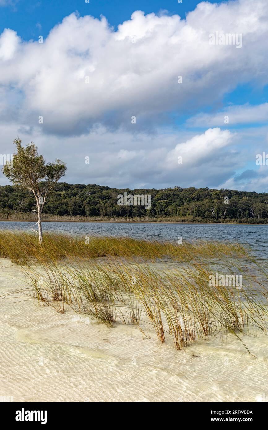 Lake Birrabeen perched lake Fraser Island K'gari blue sky winter day ...