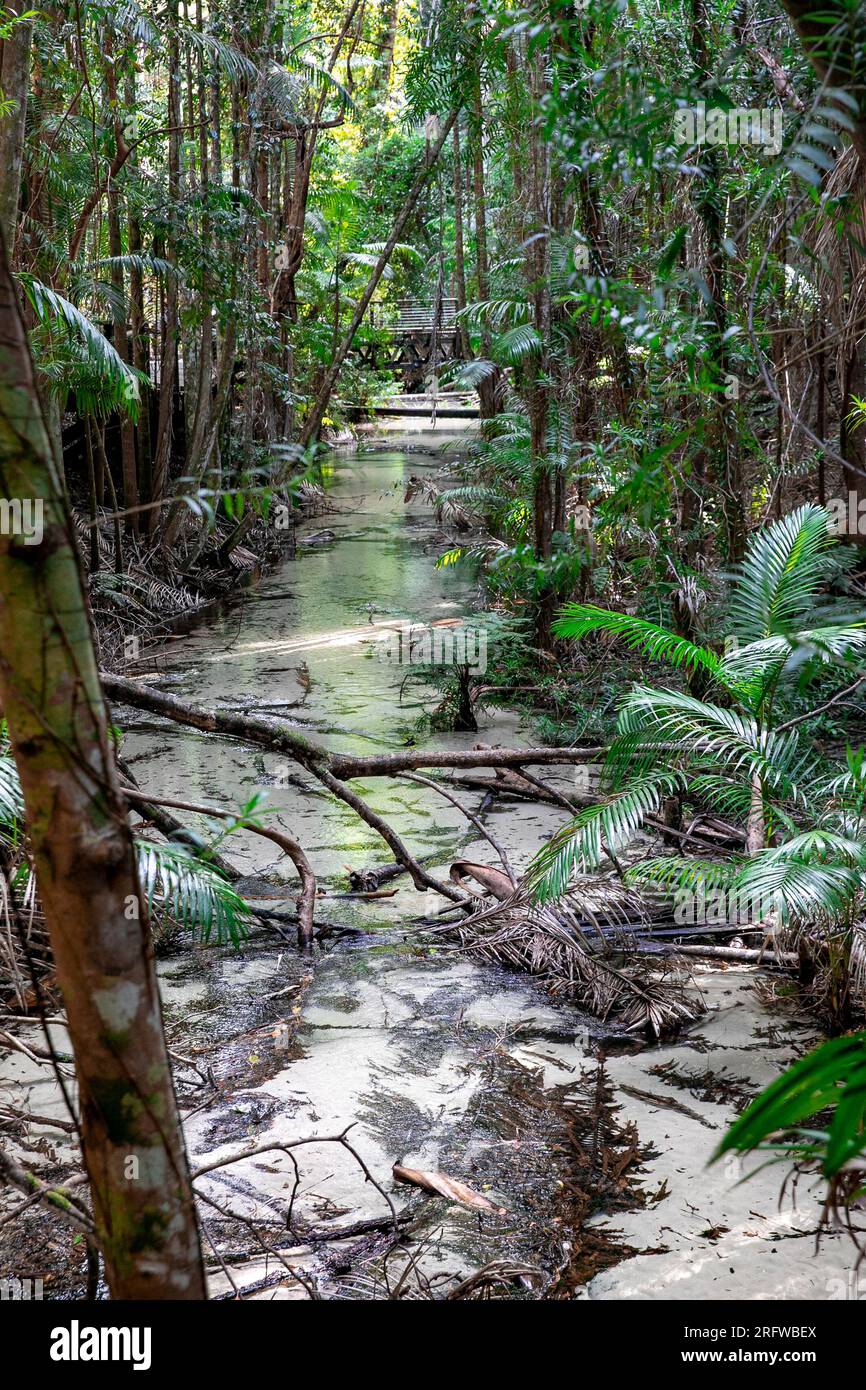 Fraser Island K'gari Wanggoolba Creek at Central station, creek running ...