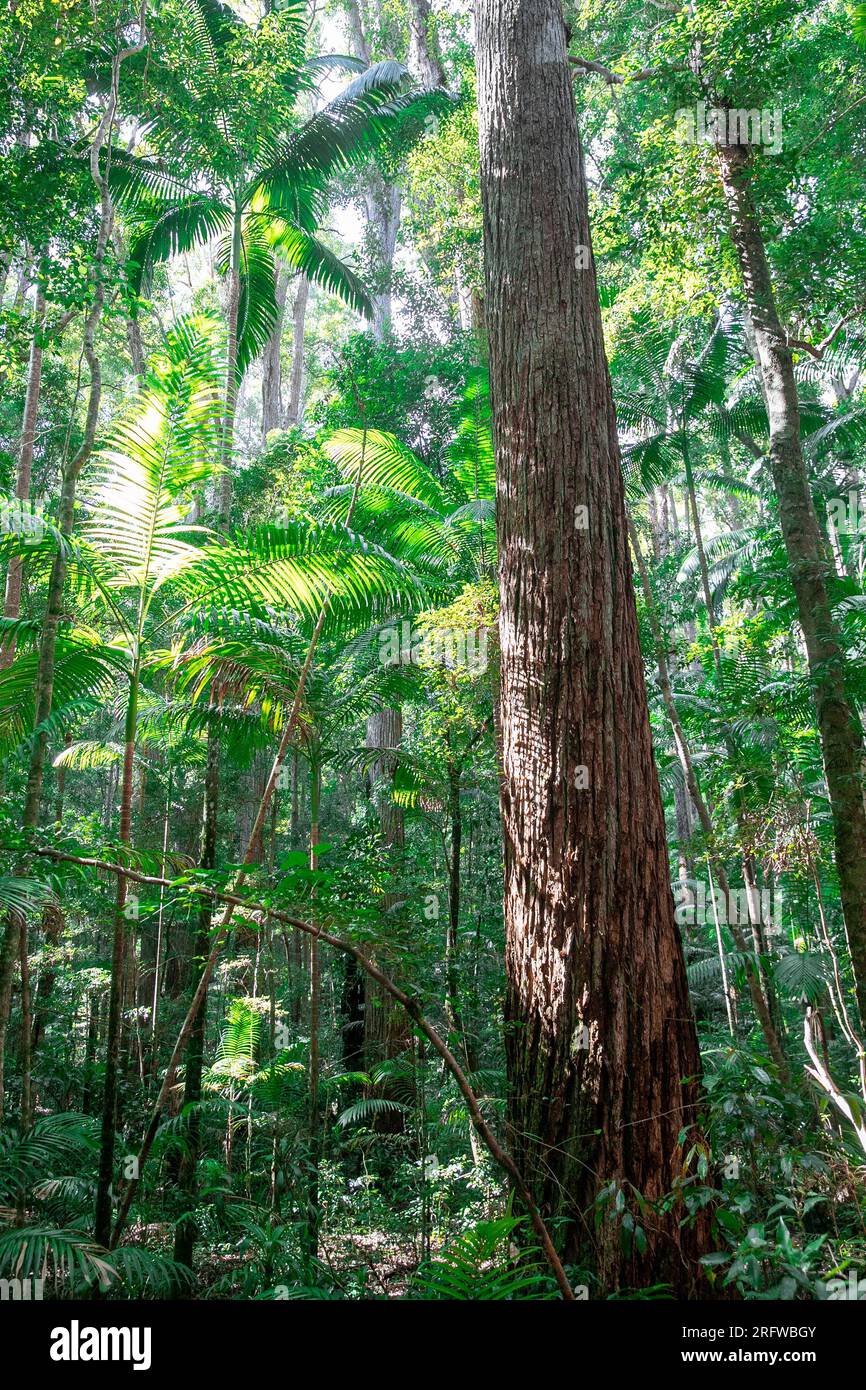 Hardwood trees hi-res stock photography and images - Alamy