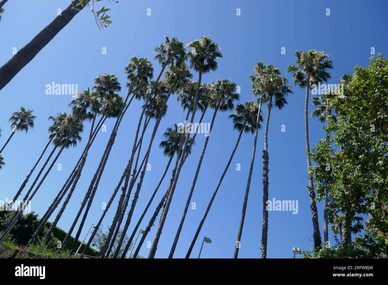 Beverly Hills, California, USA 5th August 2023 Palm Trees at Musician ...