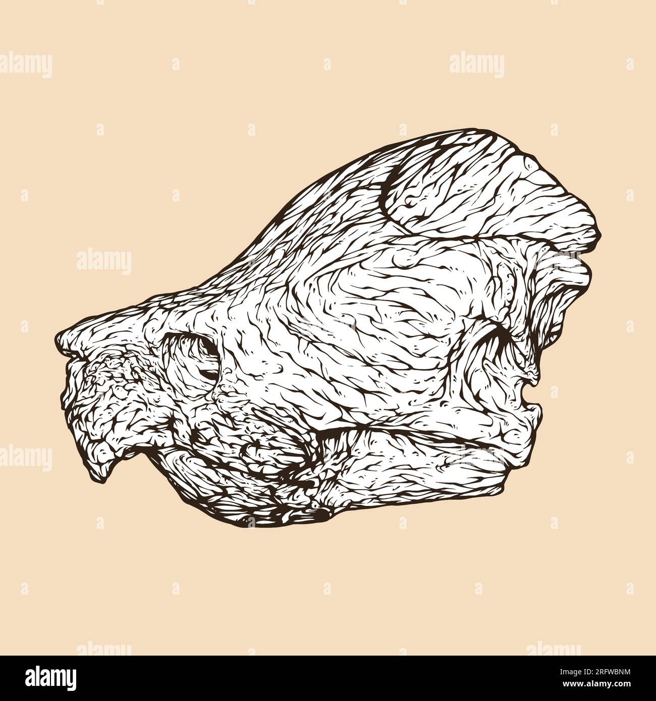 alligator snapping turtle skull head vector illustration Stock Vector ...