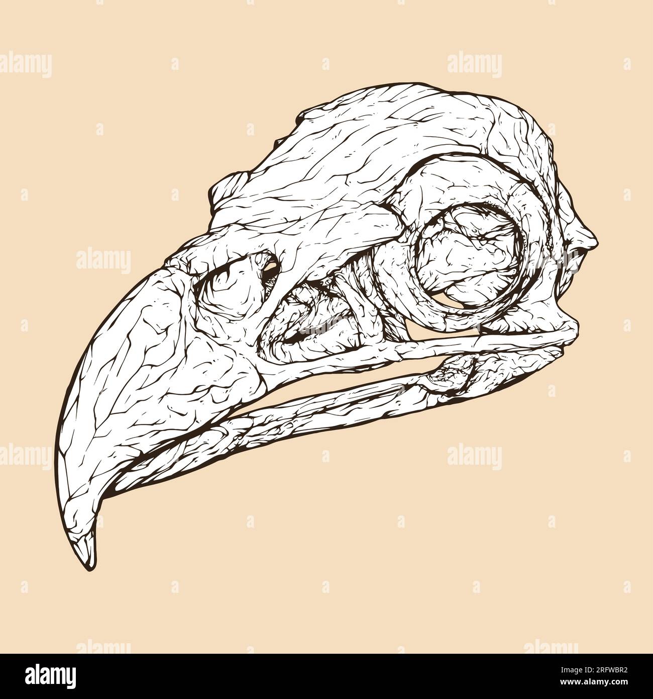 Falcon skull Stock Vector Images - Alamy