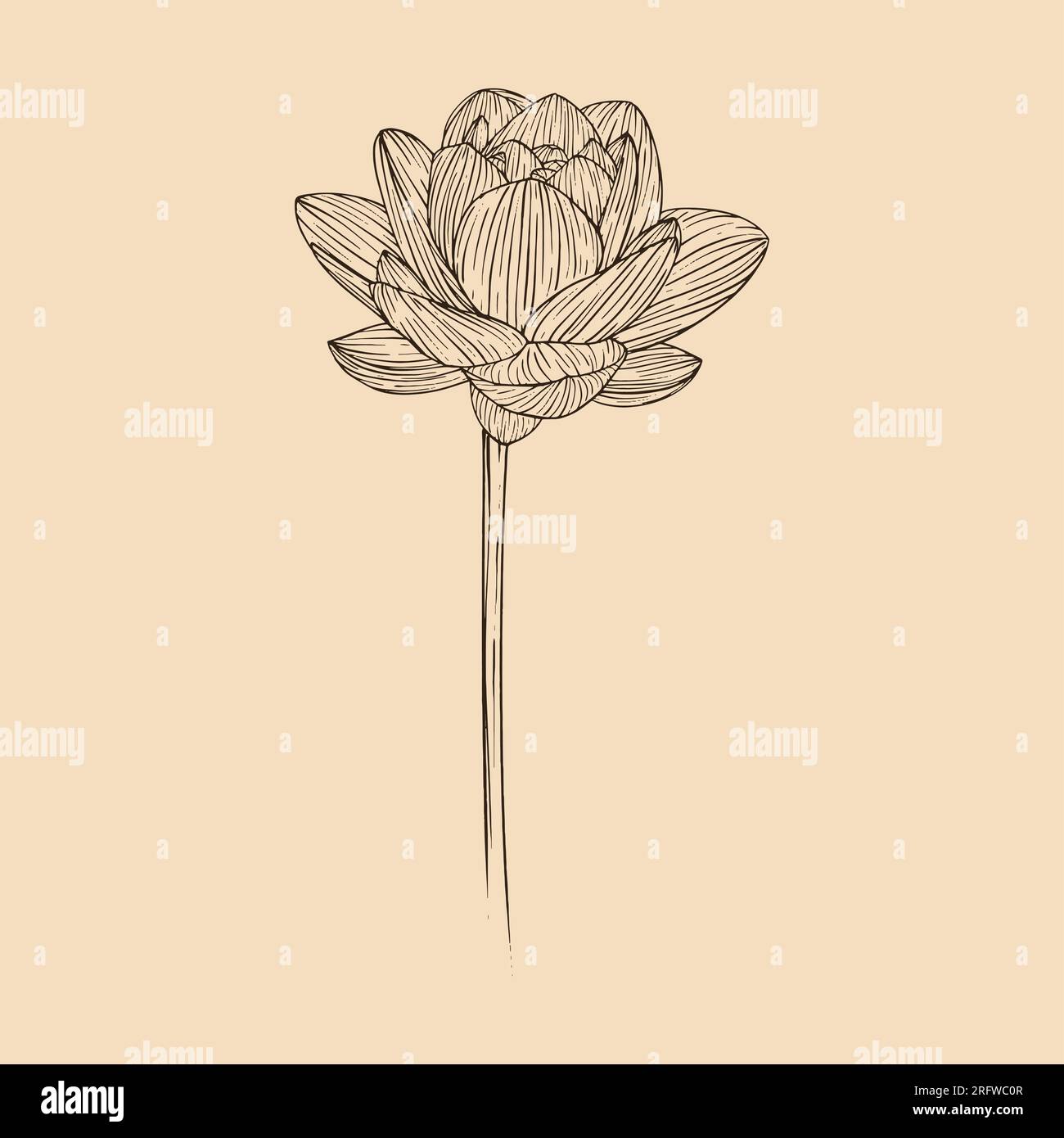 Lotus flower vector illustration with line art Stock Vector Image & Art - Alamy