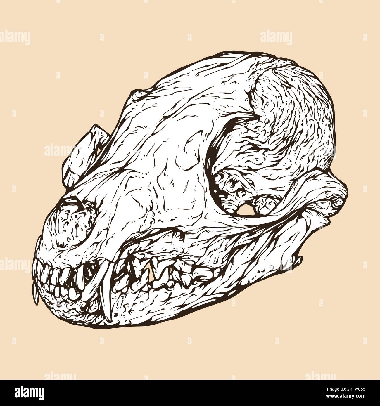 african cape fox skull head vector illustration Stock Vector Image ...