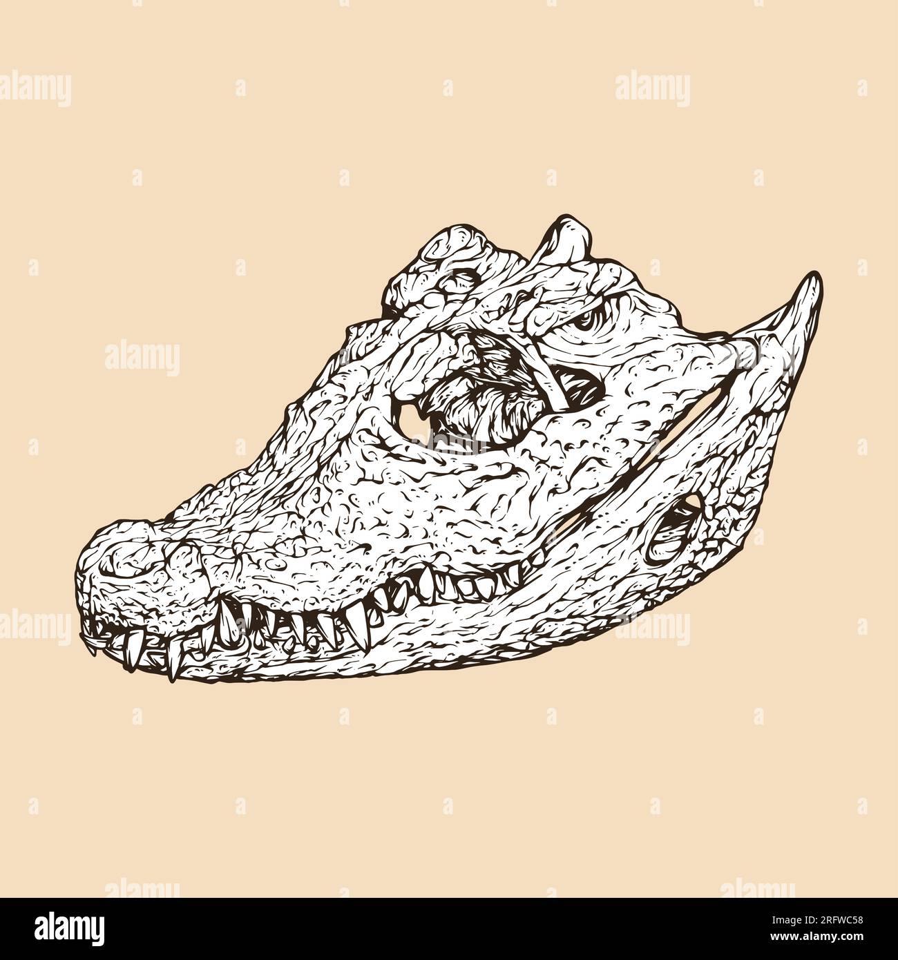 african dwarf crocodile skull head vector illustration Stock Vector ...