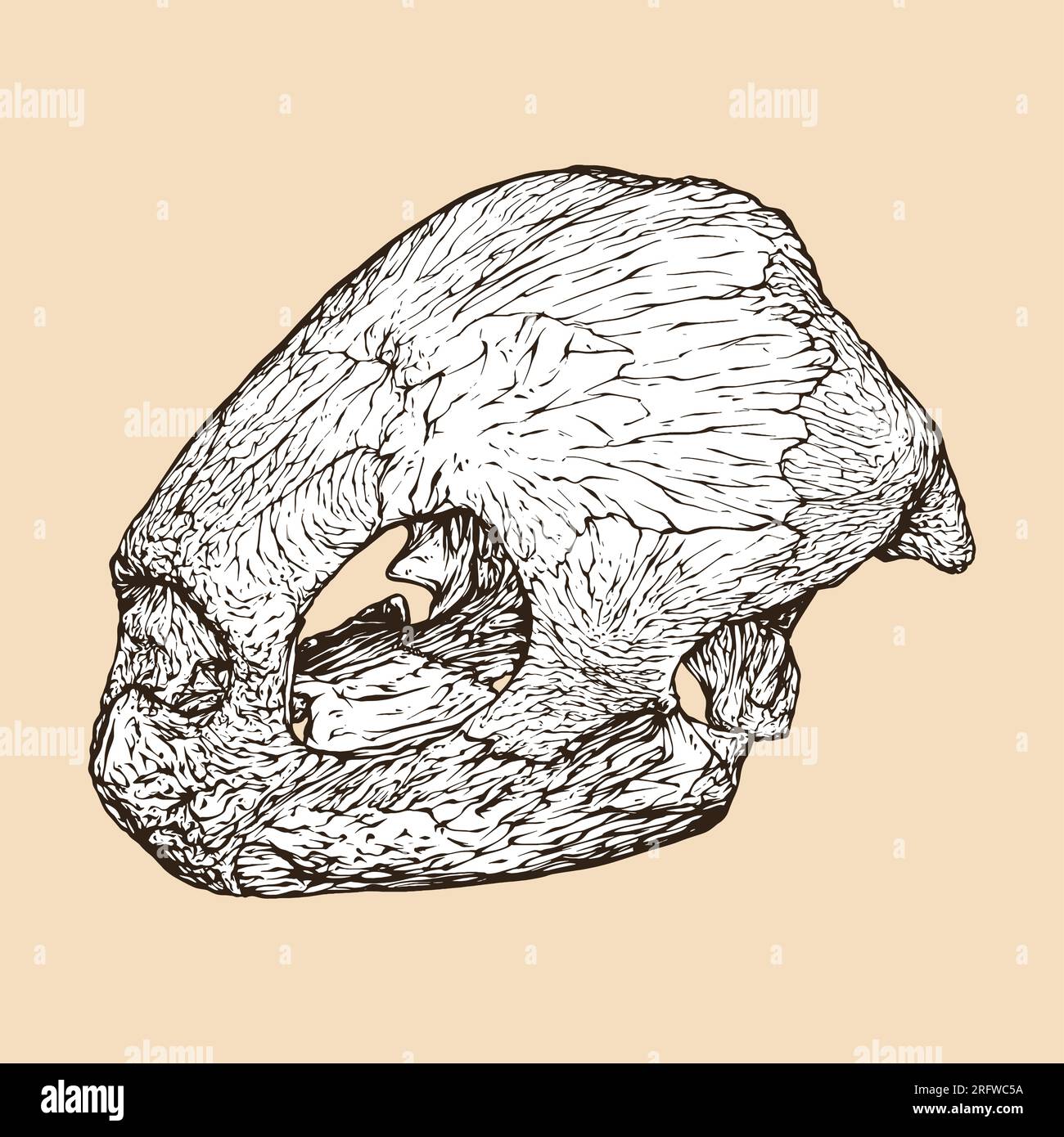 leatherback sea turtle skull head vector illustration Stock Vector ...