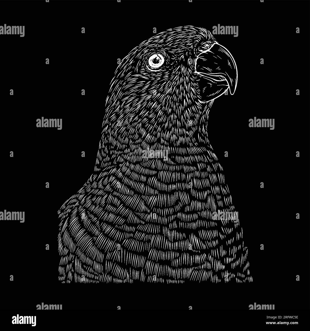 Illustration of rainbow lorikeet sketch drawing grunge vector outline ...