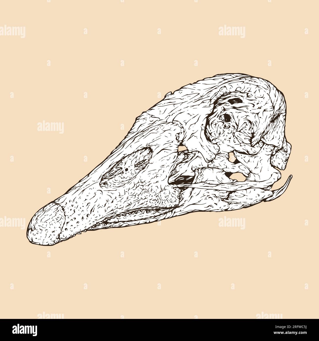 Duck Skull And Crossbones Mount