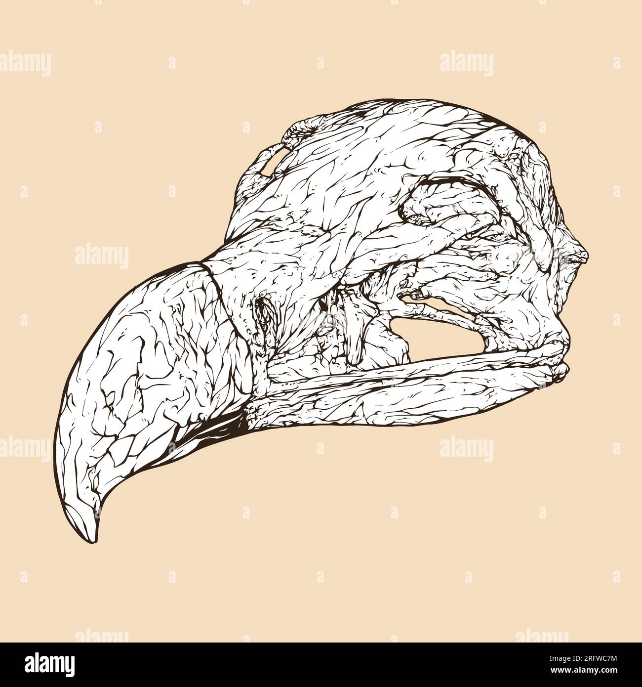 lappet faced vulture skull head vector illustration Stock Vector Image ...