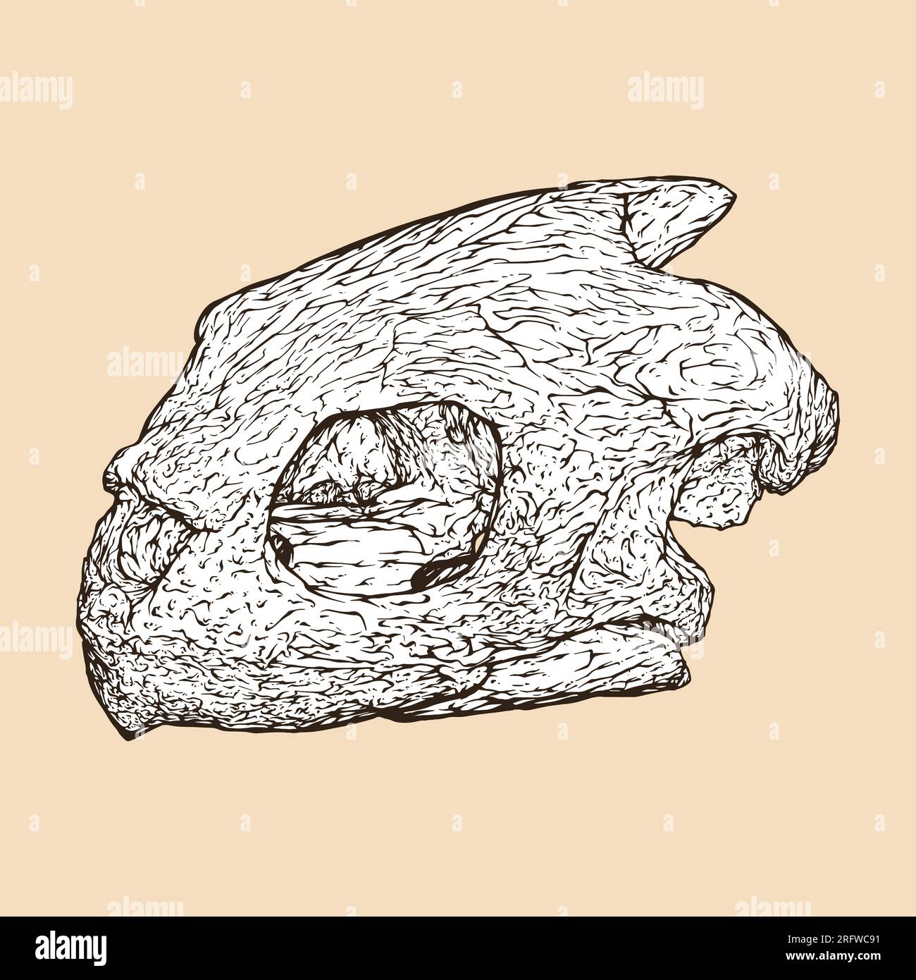 olive ridley sea turtle skull head vector illustration Stock Vector ...