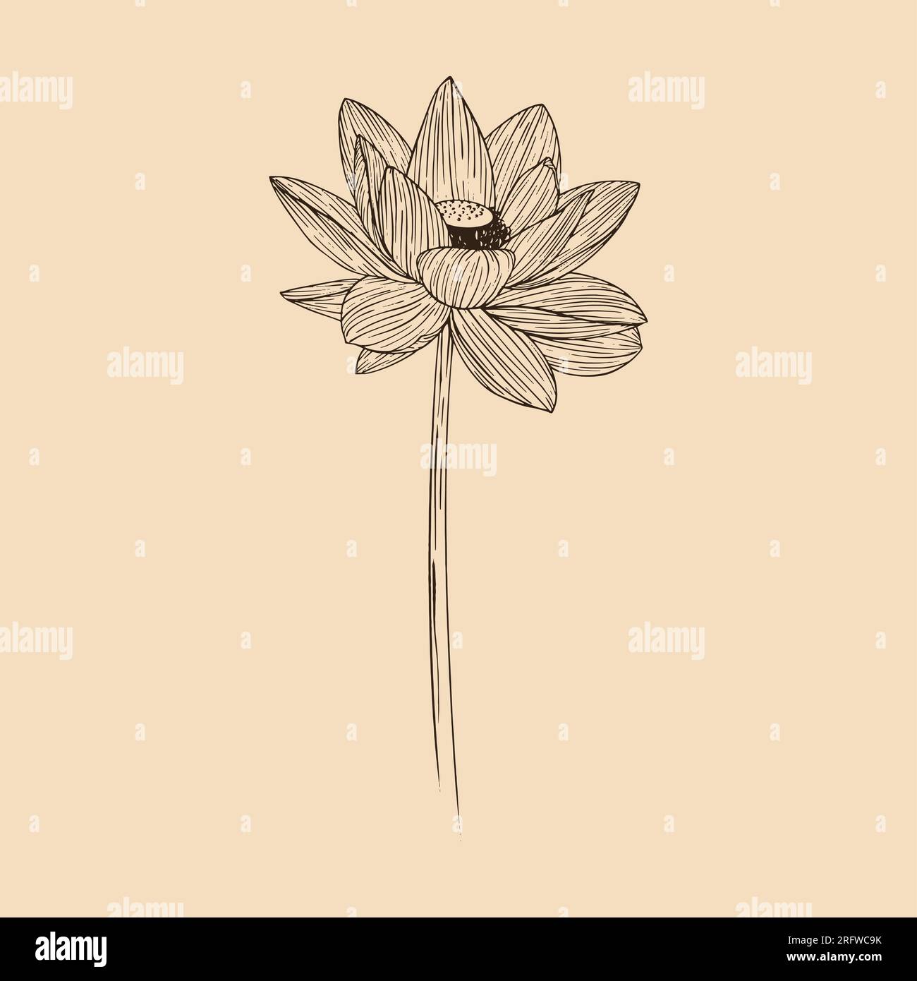 Lotus flower vector illustration with line art Stock Vector Image & Art ...