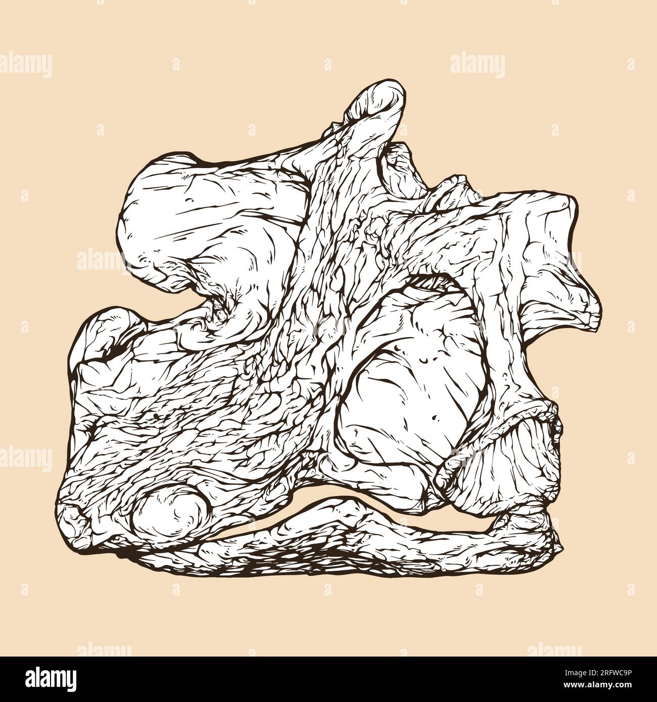 matamata turtle skull head vector illustration Stock Vector Image & Art ...