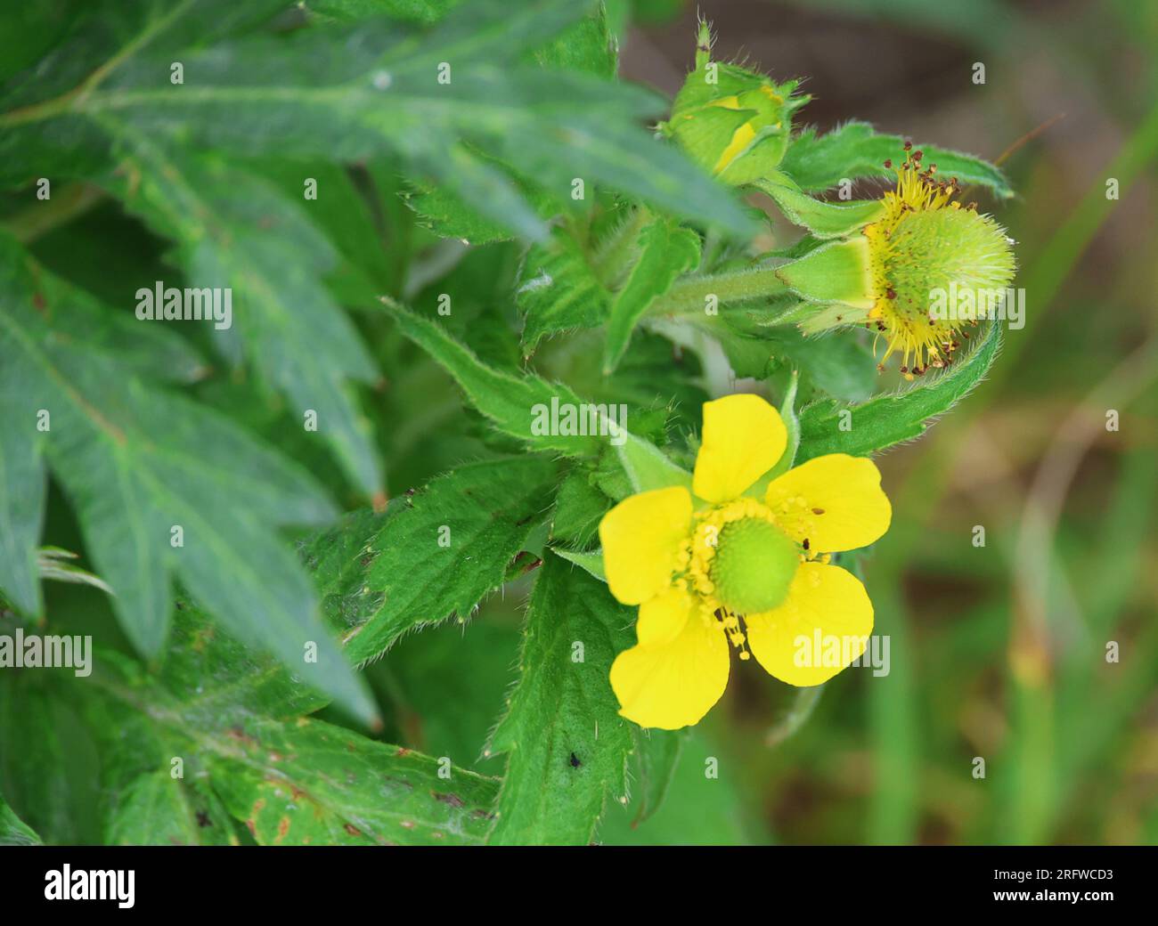 Geum aleppicum are pictured in Rebun Island, Hokkaido on July 9, 2023 ...