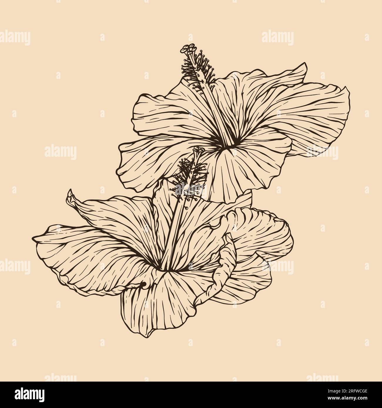 Hibiscus flower vector illustration with line art Stock Vector Image ...