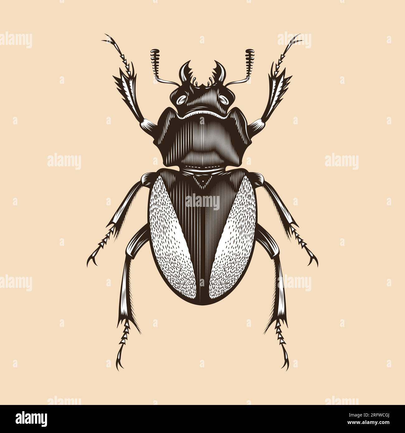Stag beetle illustration hi-res stock photography and images - Alamy