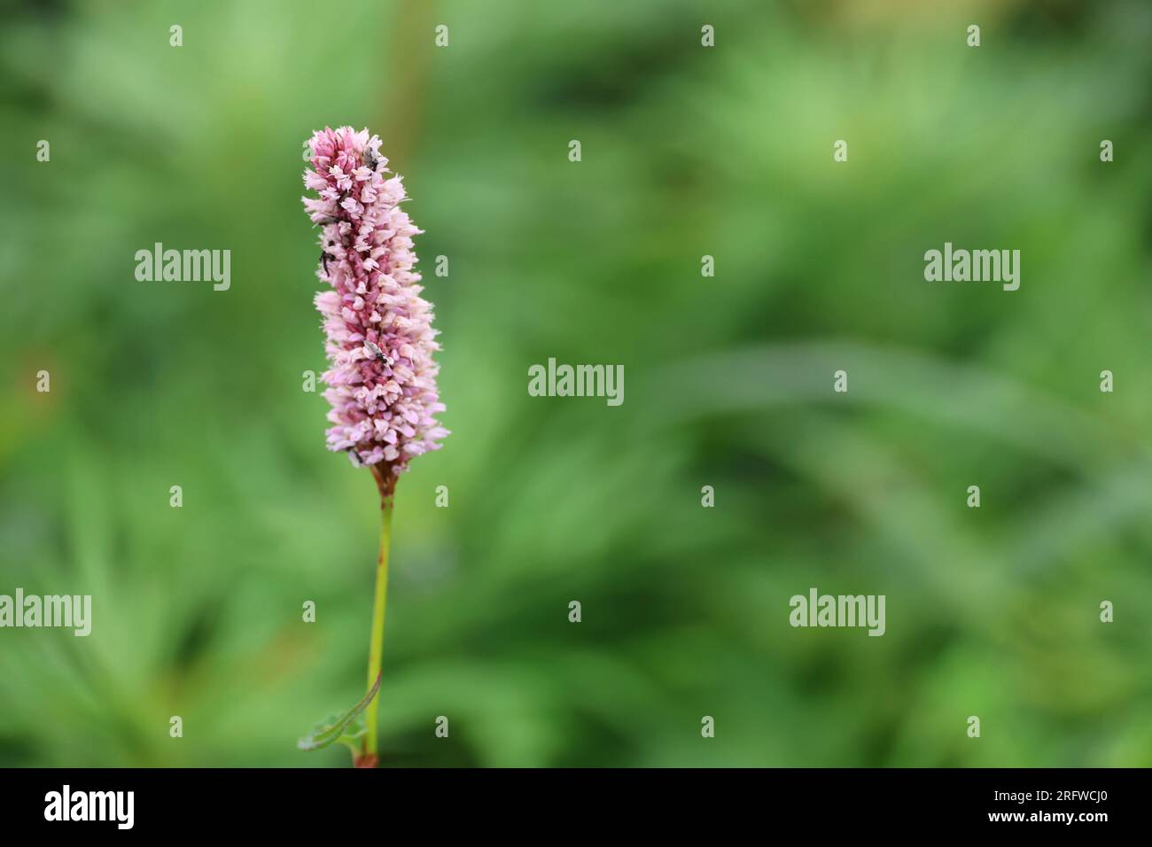 Ezo-ibuki-toranno, bistort, are pictured in Rebun Island, Hokkaido on ...