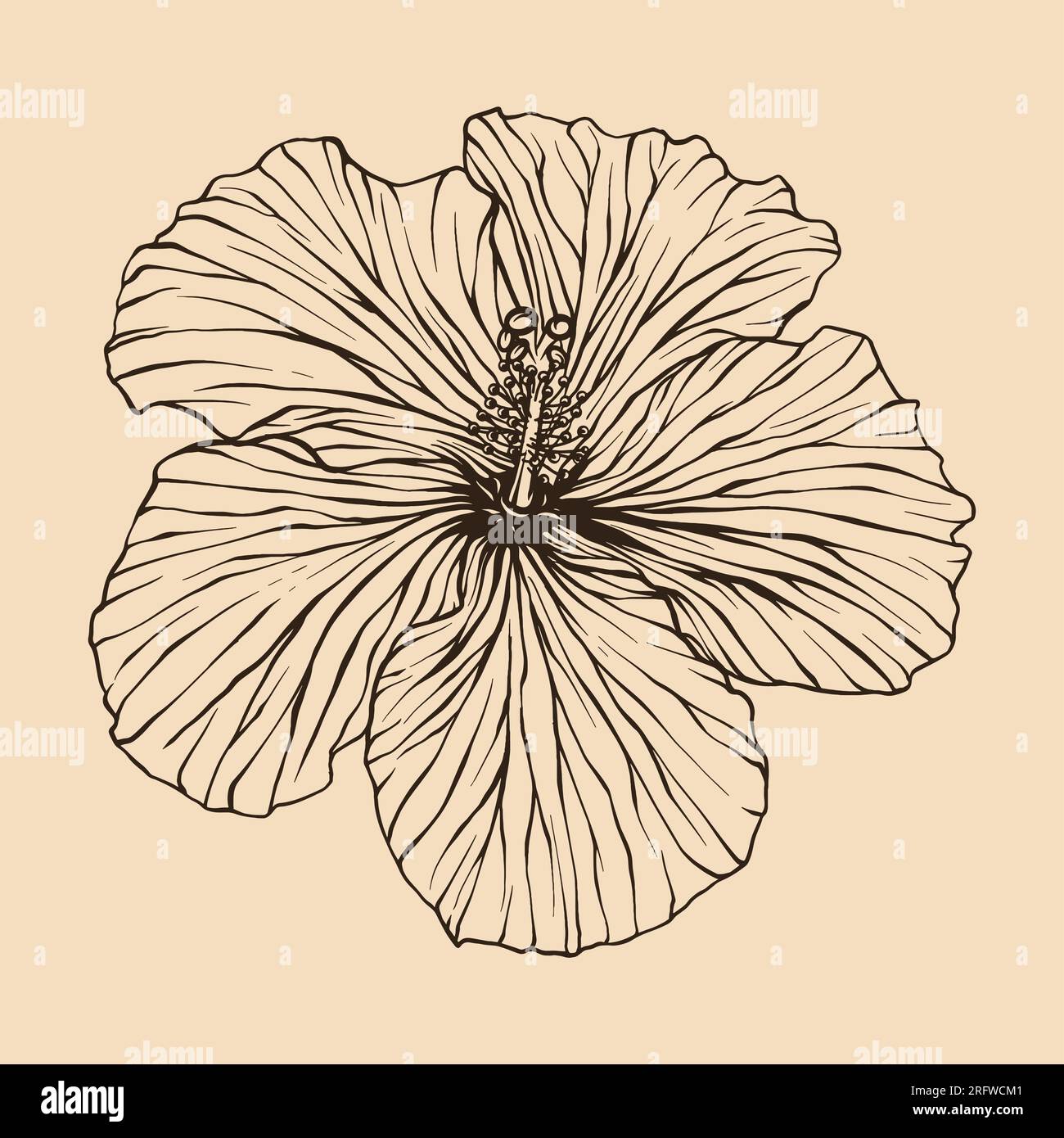 Hibiscus Flower Vector Illustration With Line Art Stock Vector Image