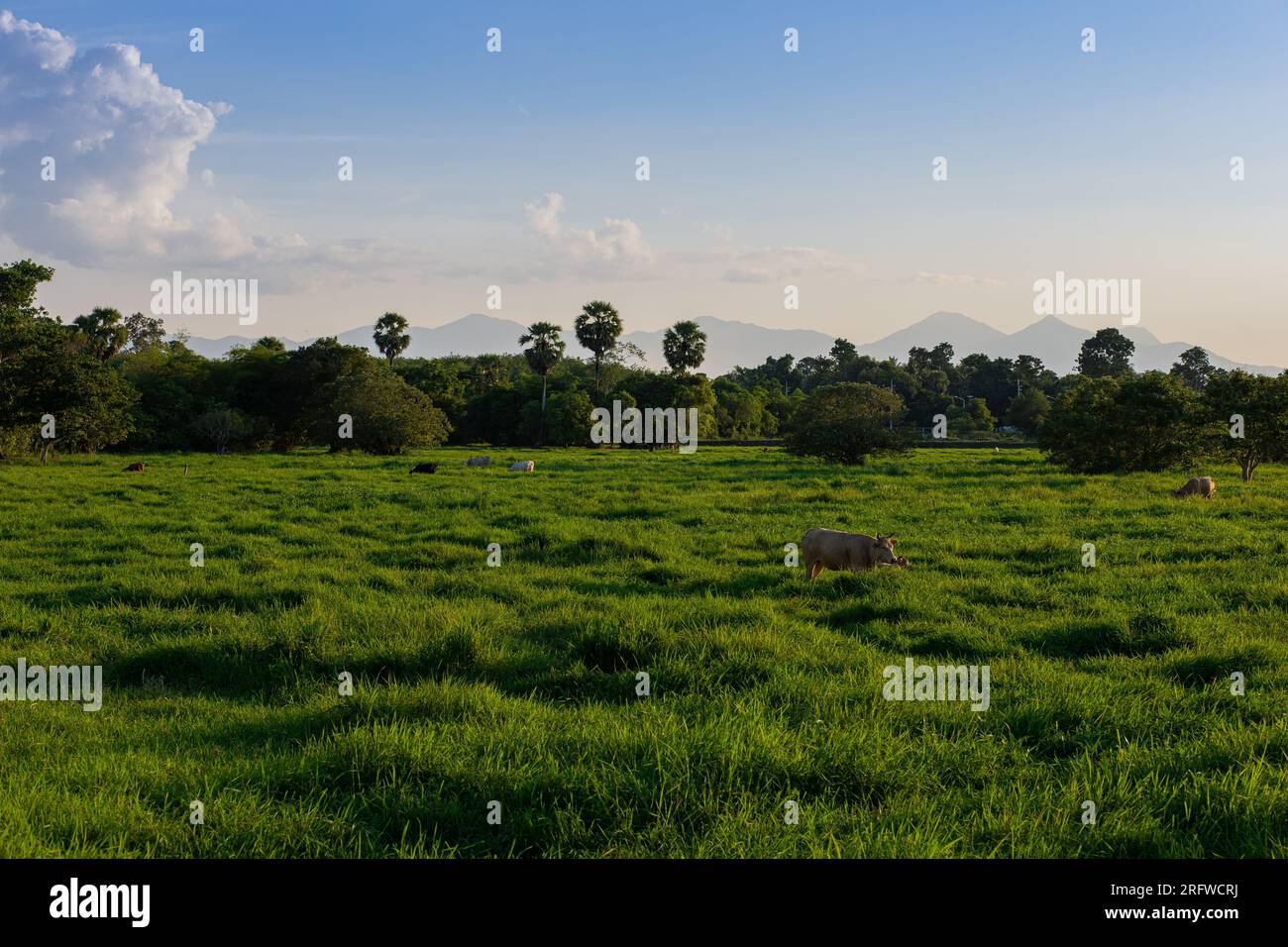 Natural farming environment hi-res stock photography and images - Alamy