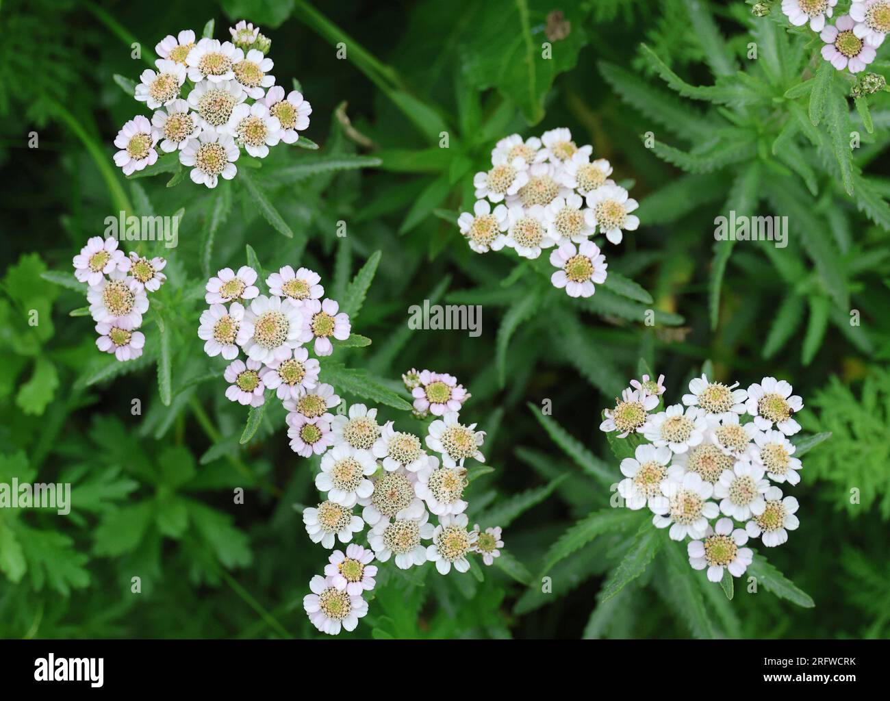 Kita-nokogiriso, Achillea alpina subsp.Japonica, are pictured in Rebun ...